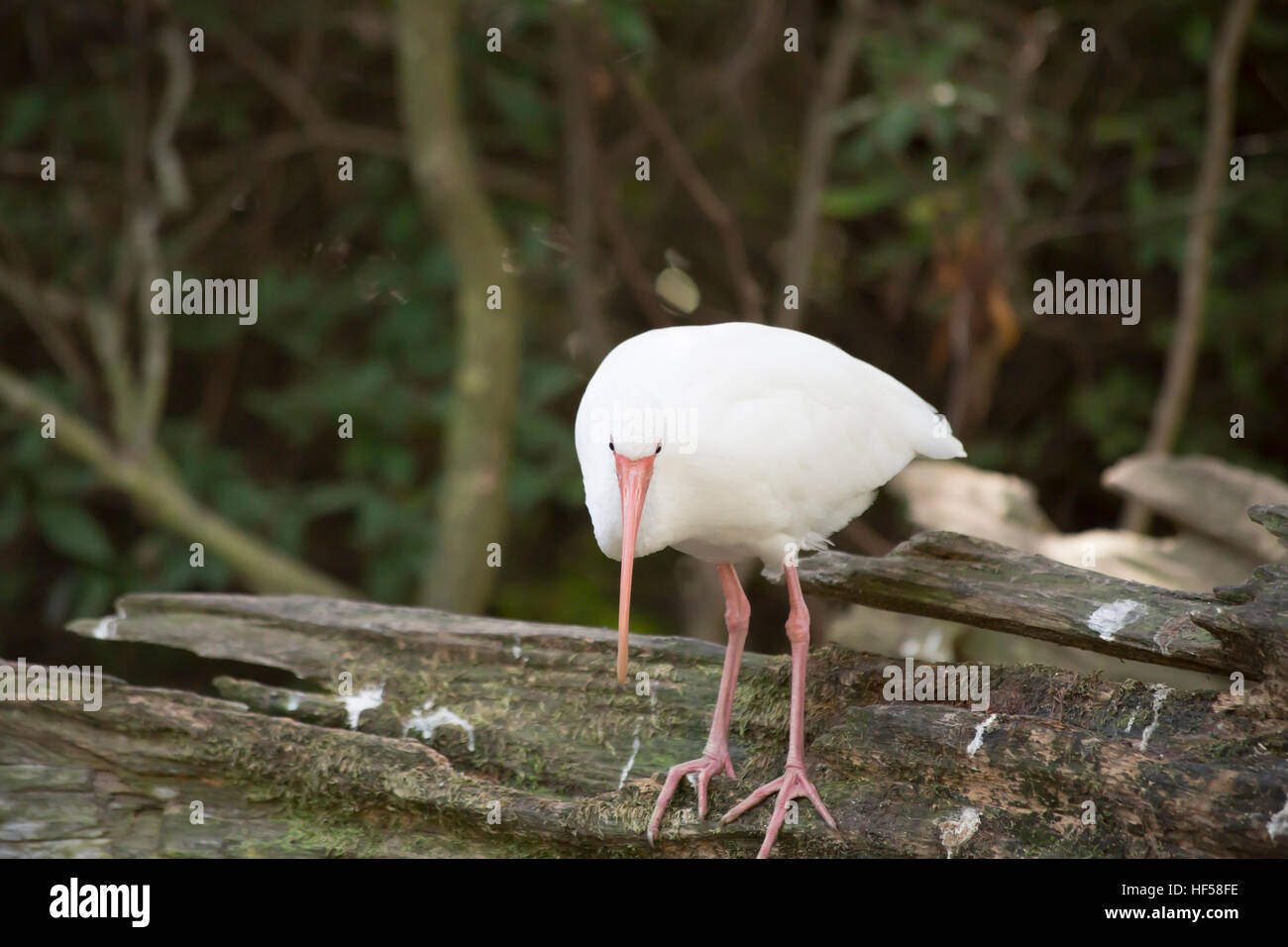 White ibis (Eudocimus albus) on a log Stock Photo - Alamy