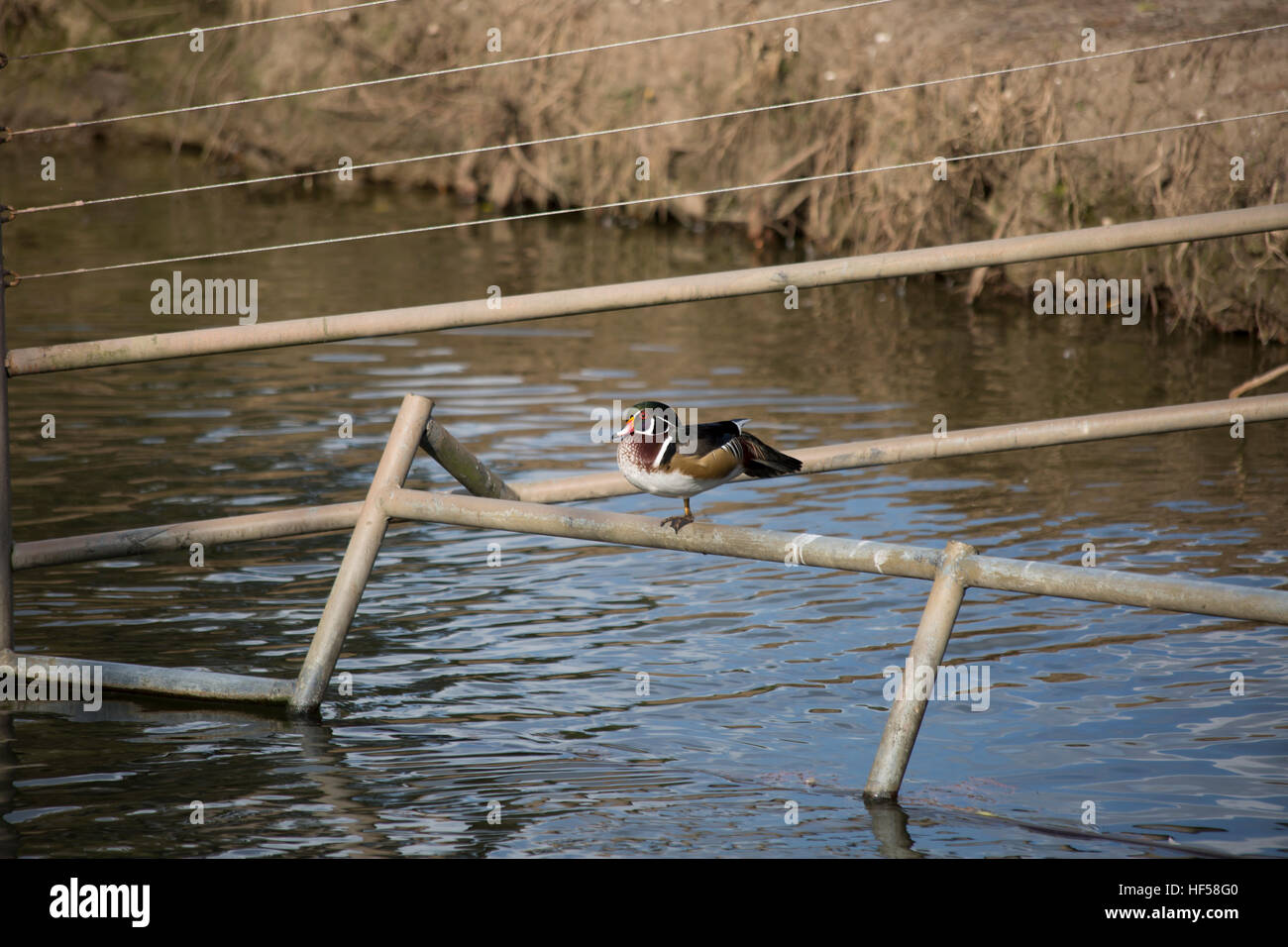 Wood duck on a pole Stock Photo - Alamy