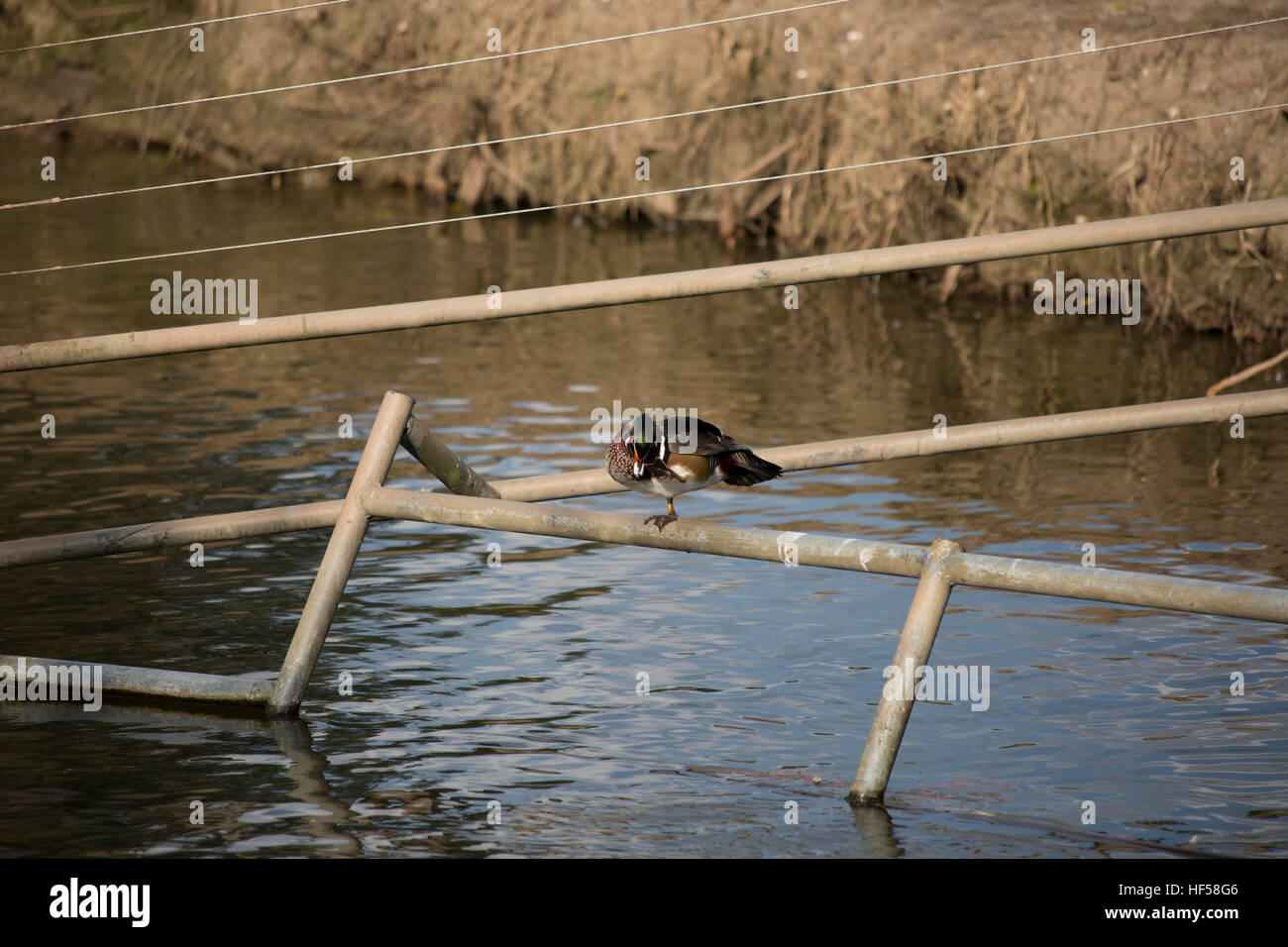 Florida duck hunting hi-res stock photography and images - Alamy