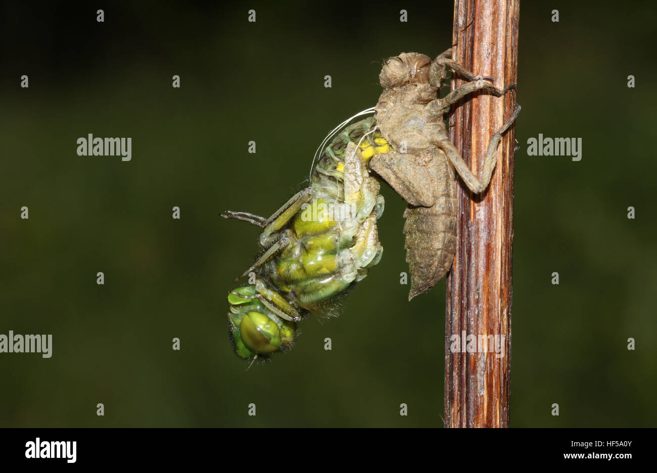 An emerging Broad bodied Chaser Dragonfly (Libellula depressa Stock ...