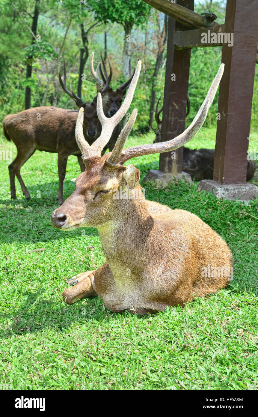 A stag deer Stock Photo - Alamy