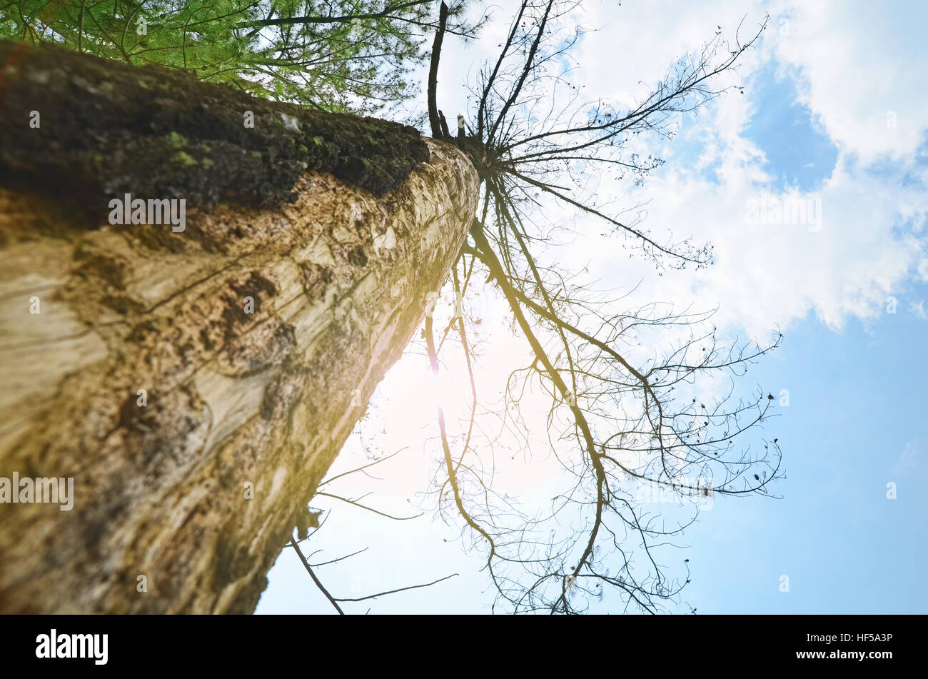 Low angle view of a tree trunk Stock Photo - Alamy
