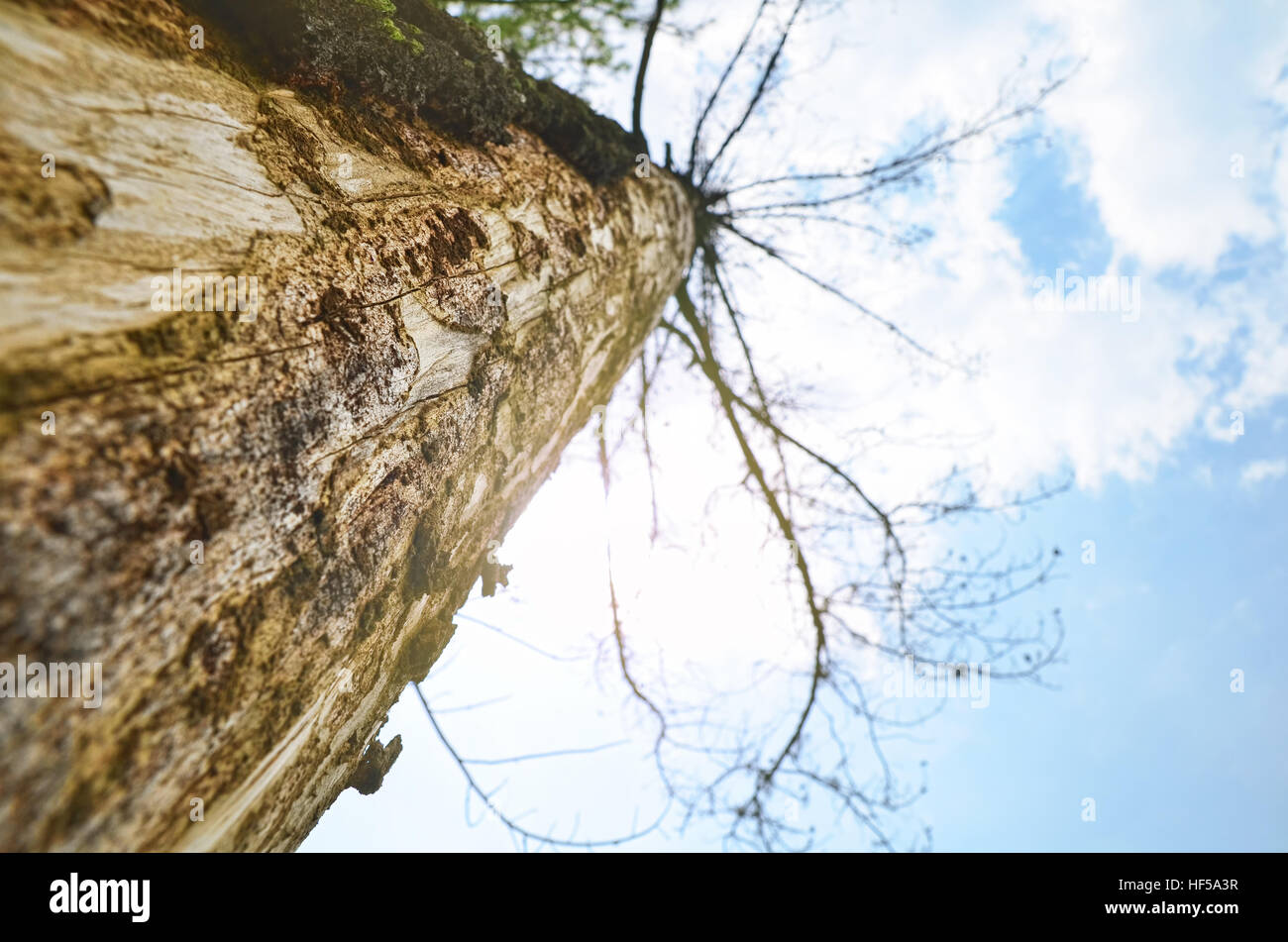 Low angle view of a tree trunk Stock Photo - Alamy
