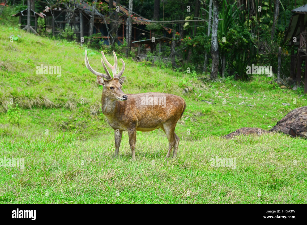Standing deer hi-res stock photography and images - Alamy