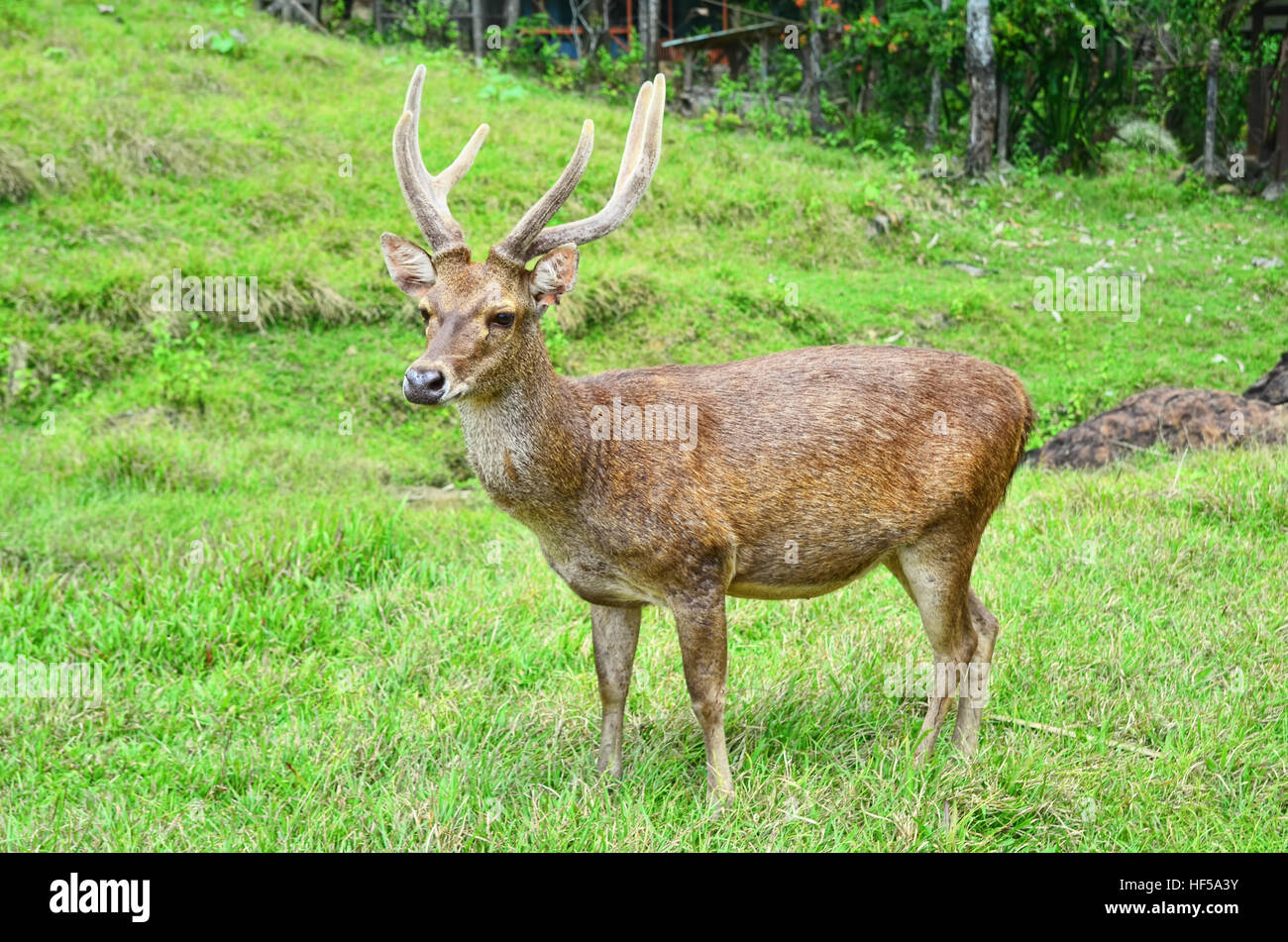 Deer tusk hi-res stock photography and images - Alamy