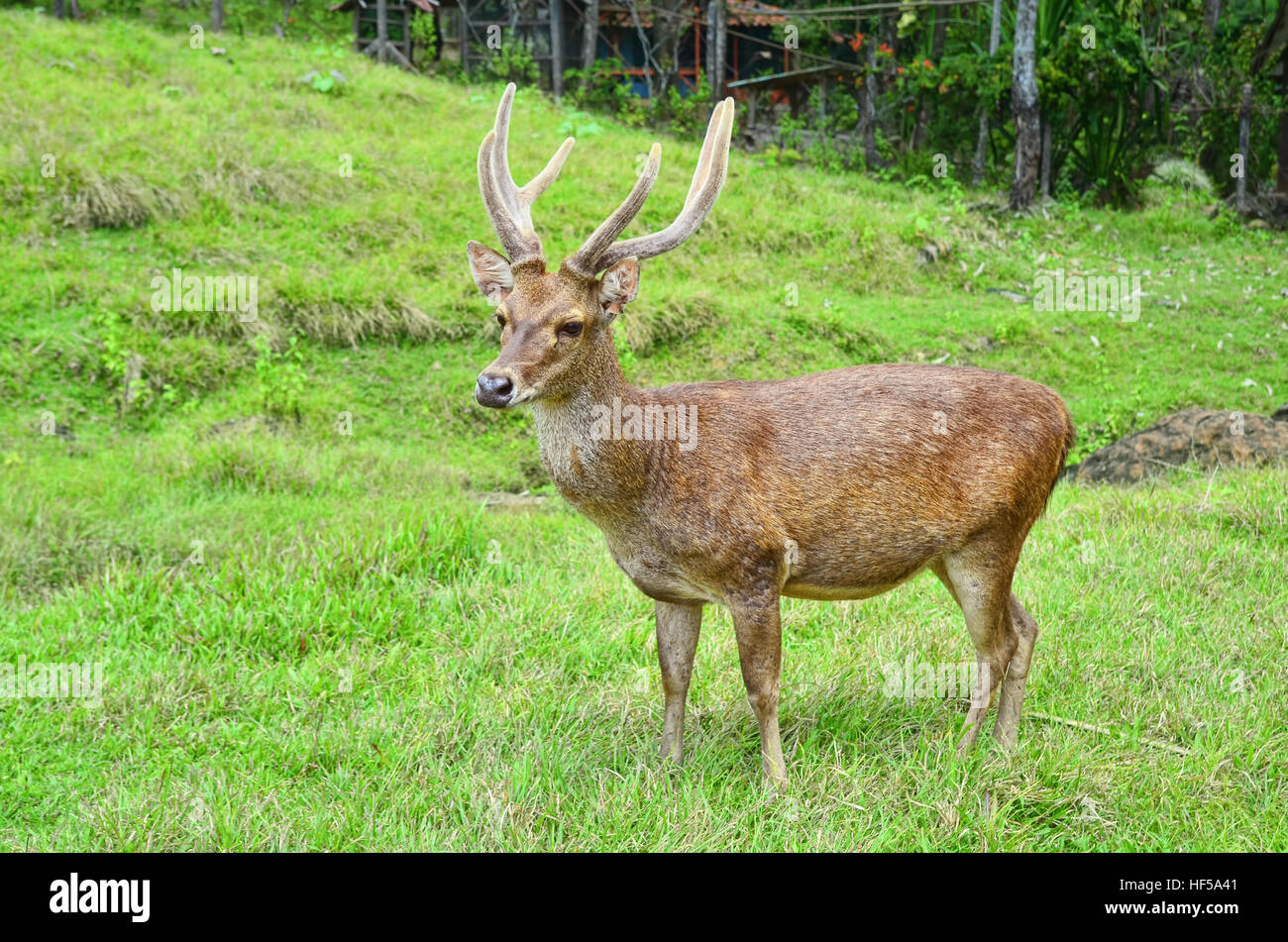 Standing deer hi-res stock photography and images - Alamy