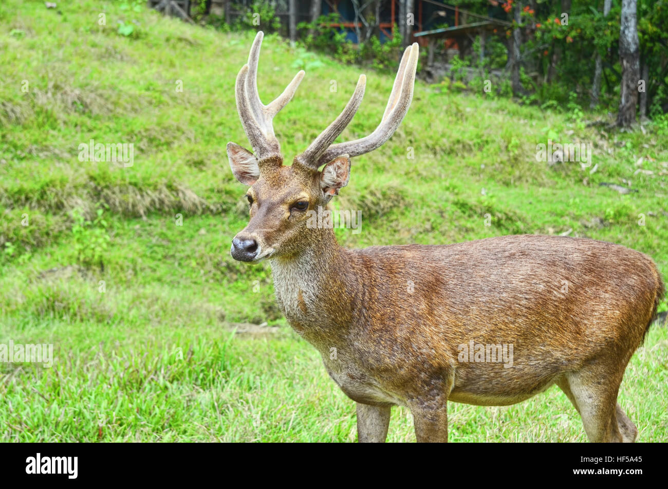 Standing deer hi-res stock photography and images - Alamy