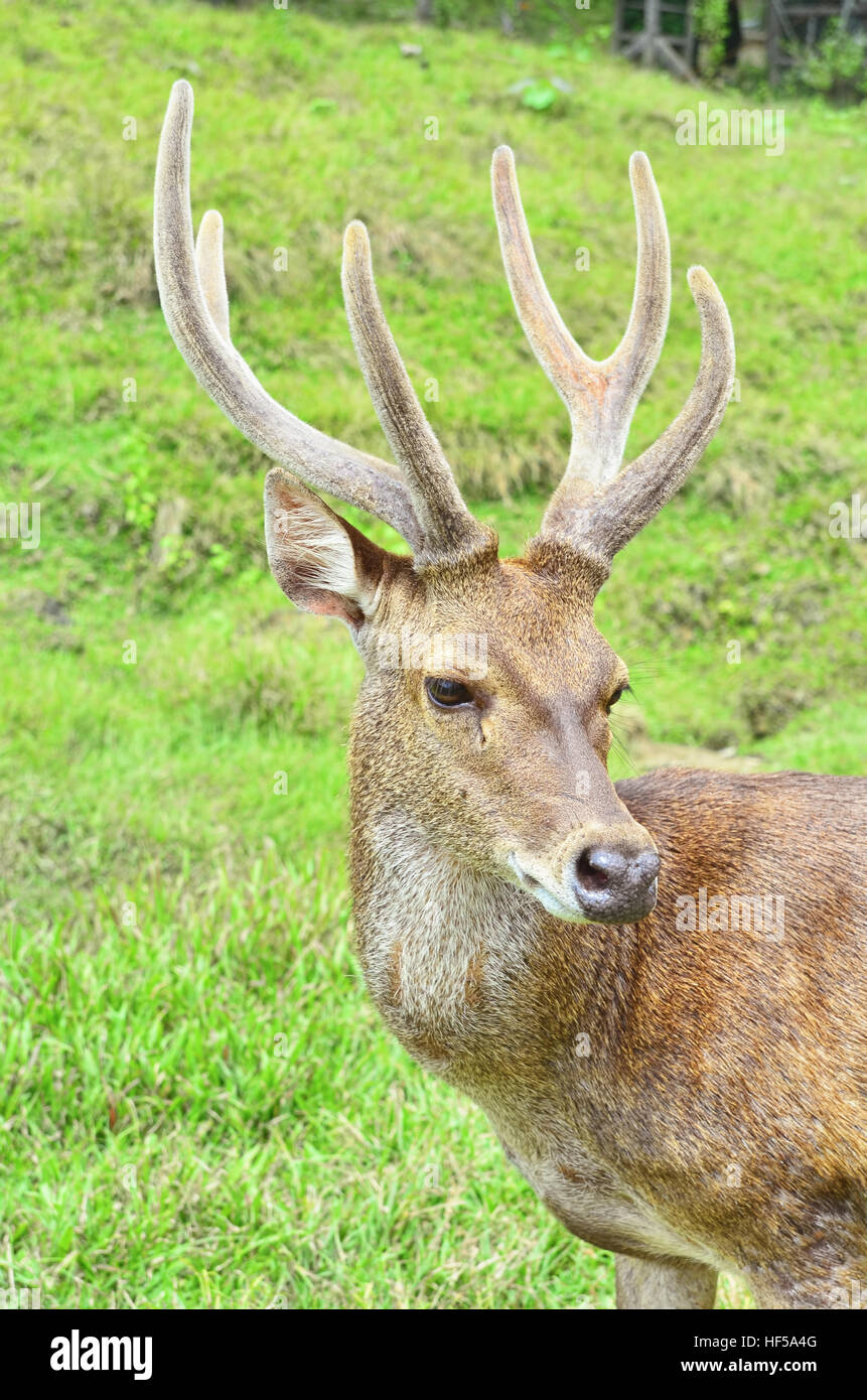 Portrait of deer's head Stock Photo - Alamy
