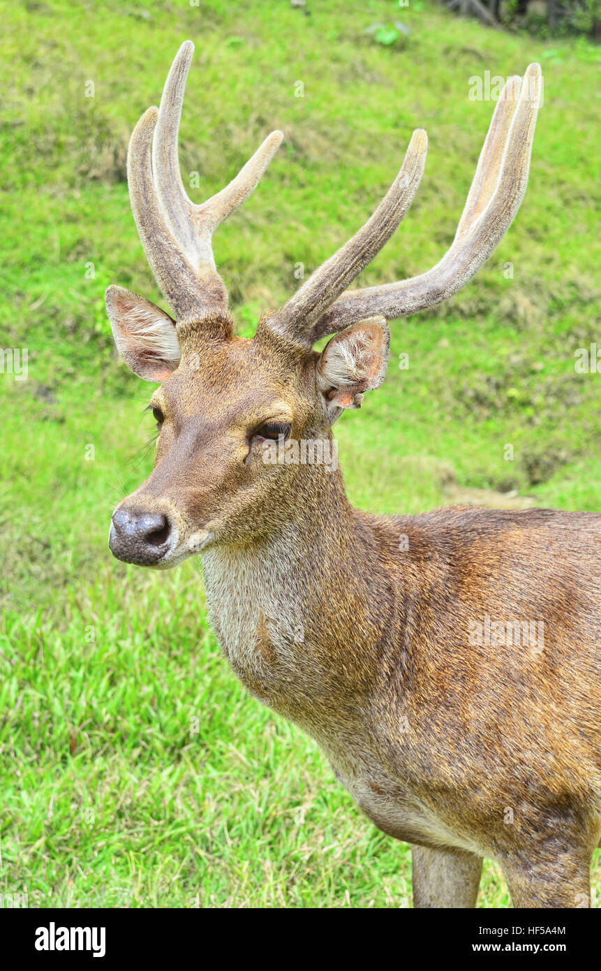 Portrait of deer's head Stock Photo - Alamy