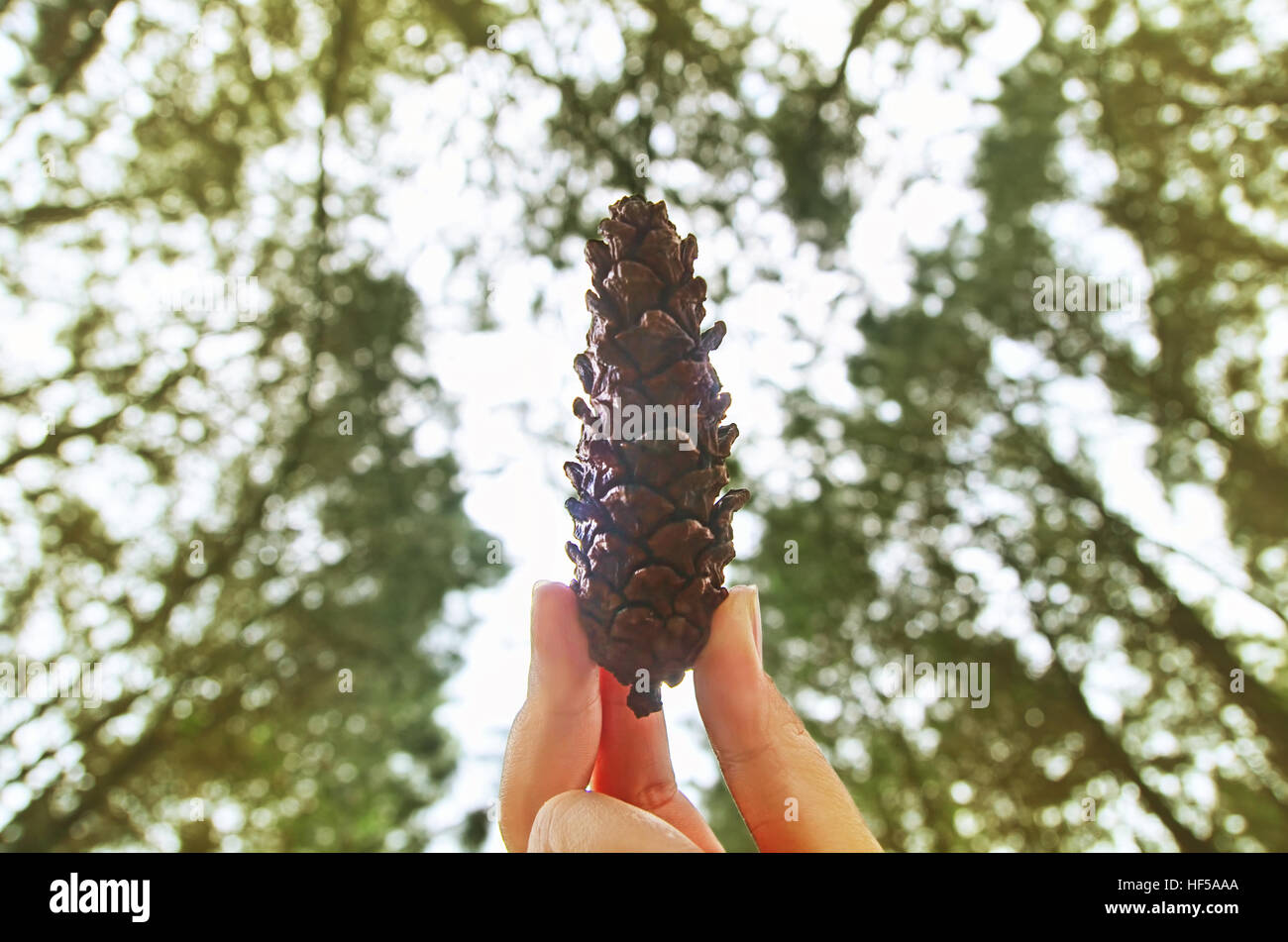 Hand holding a pine cone Stock Photo - Alamy