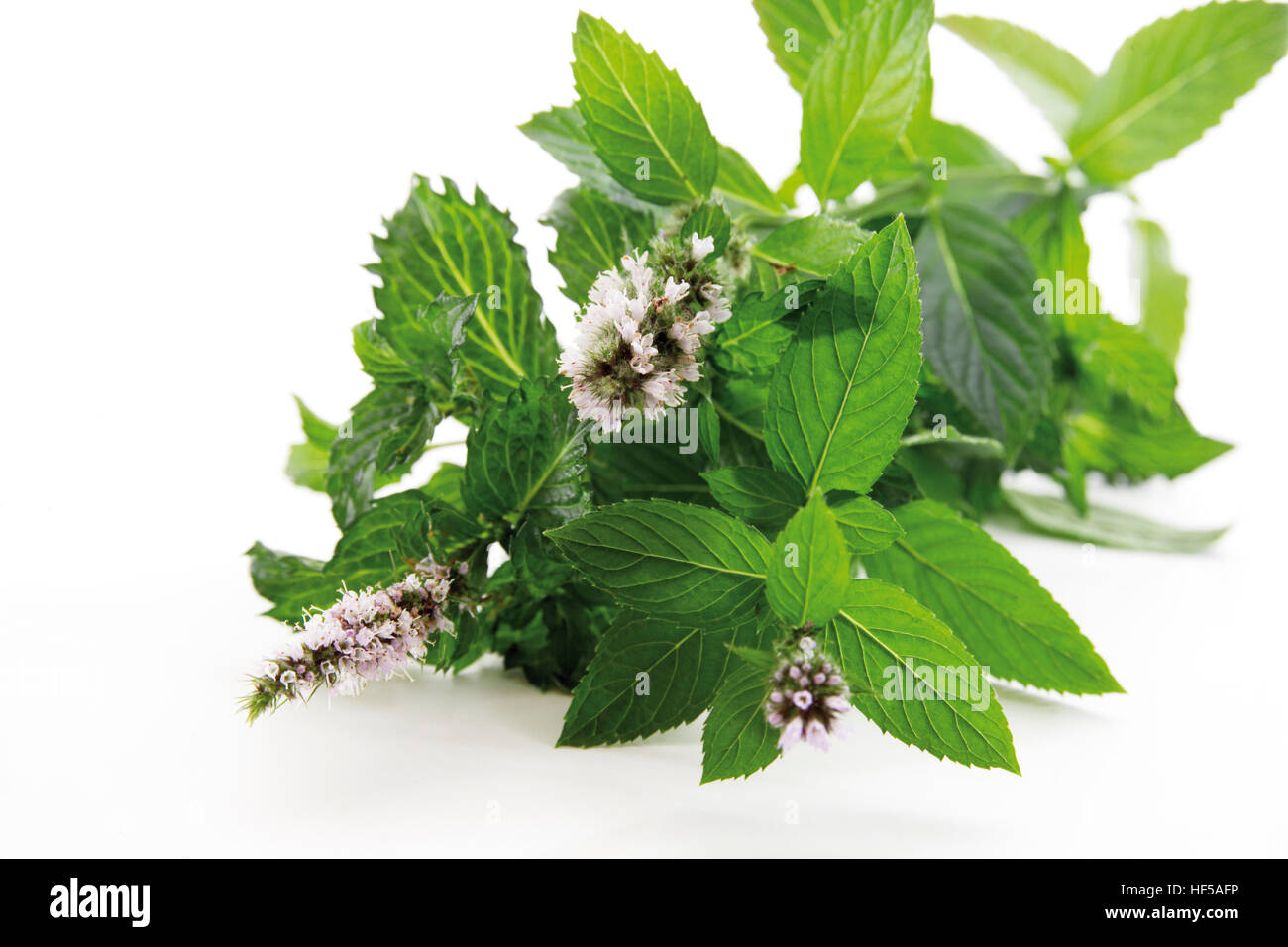 Fresh peppermint (Mentha x piperita Stock Photo - Alamy