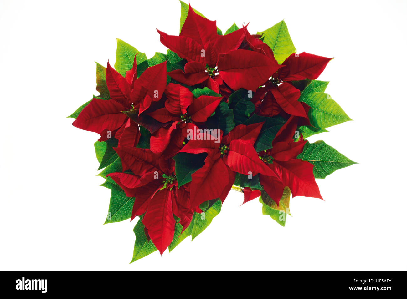 Top view red star Cut Out Stock Images & Pictures - Alamy