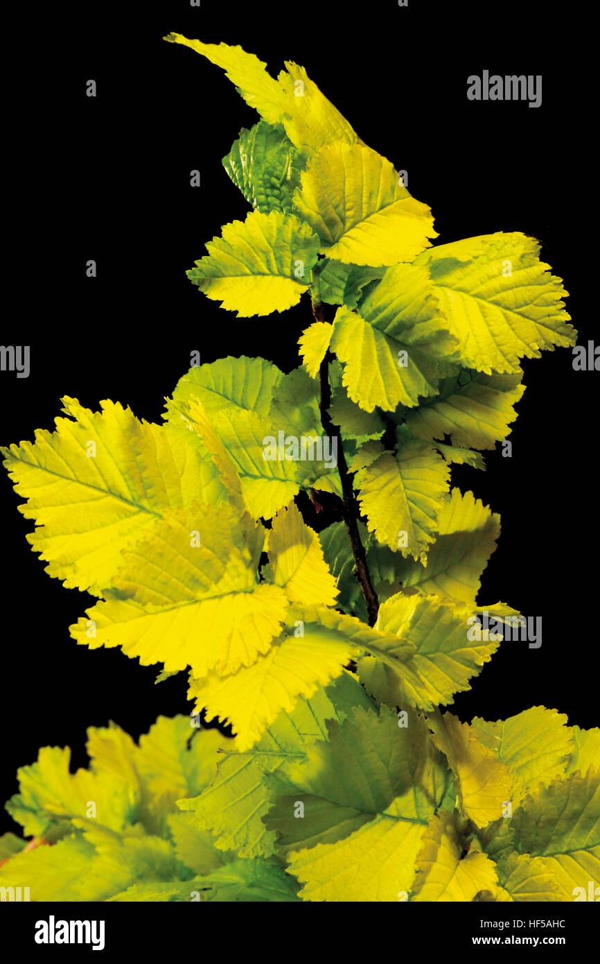 Leaves, Dutch Elm hybrid (Ulmus × hollandica 'Wredei' Stock Photo - Alamy