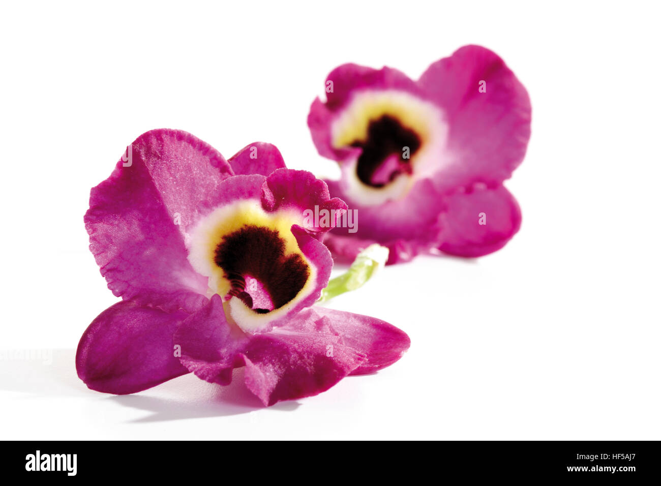 Orchidaceae species Cut Out Stock Images & Pictures - Alamy