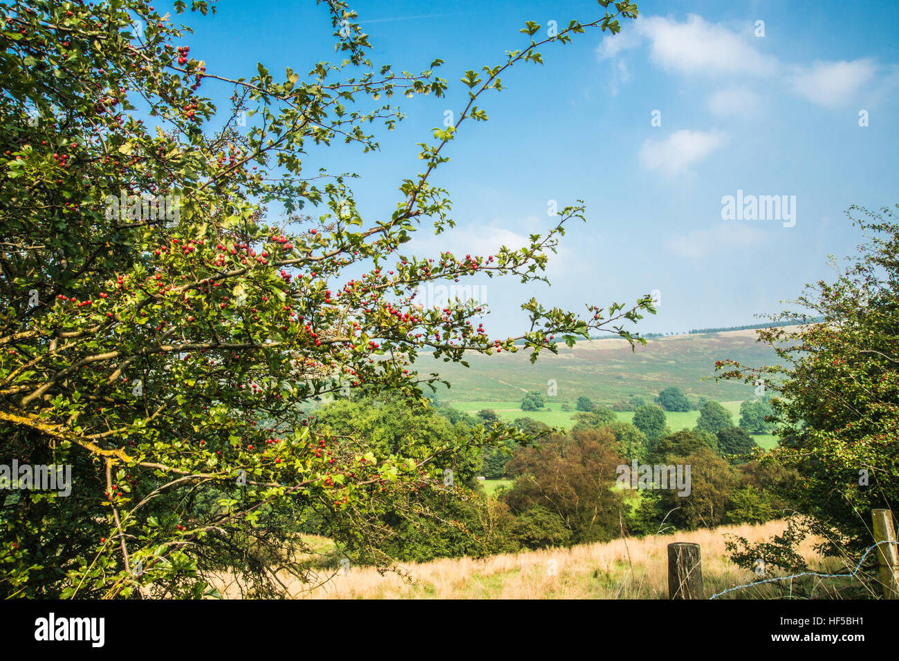 how red are my Berry's Derbyshire Ray Boswell Stock Photo - Alamy