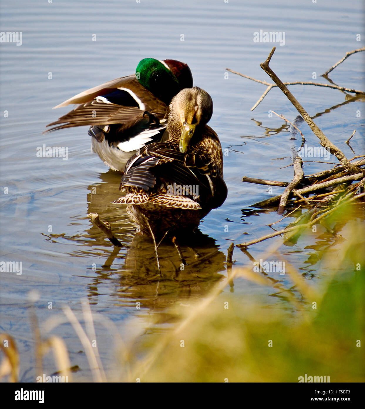 A pair of ducks clean their feather Stock Photo - Alamy