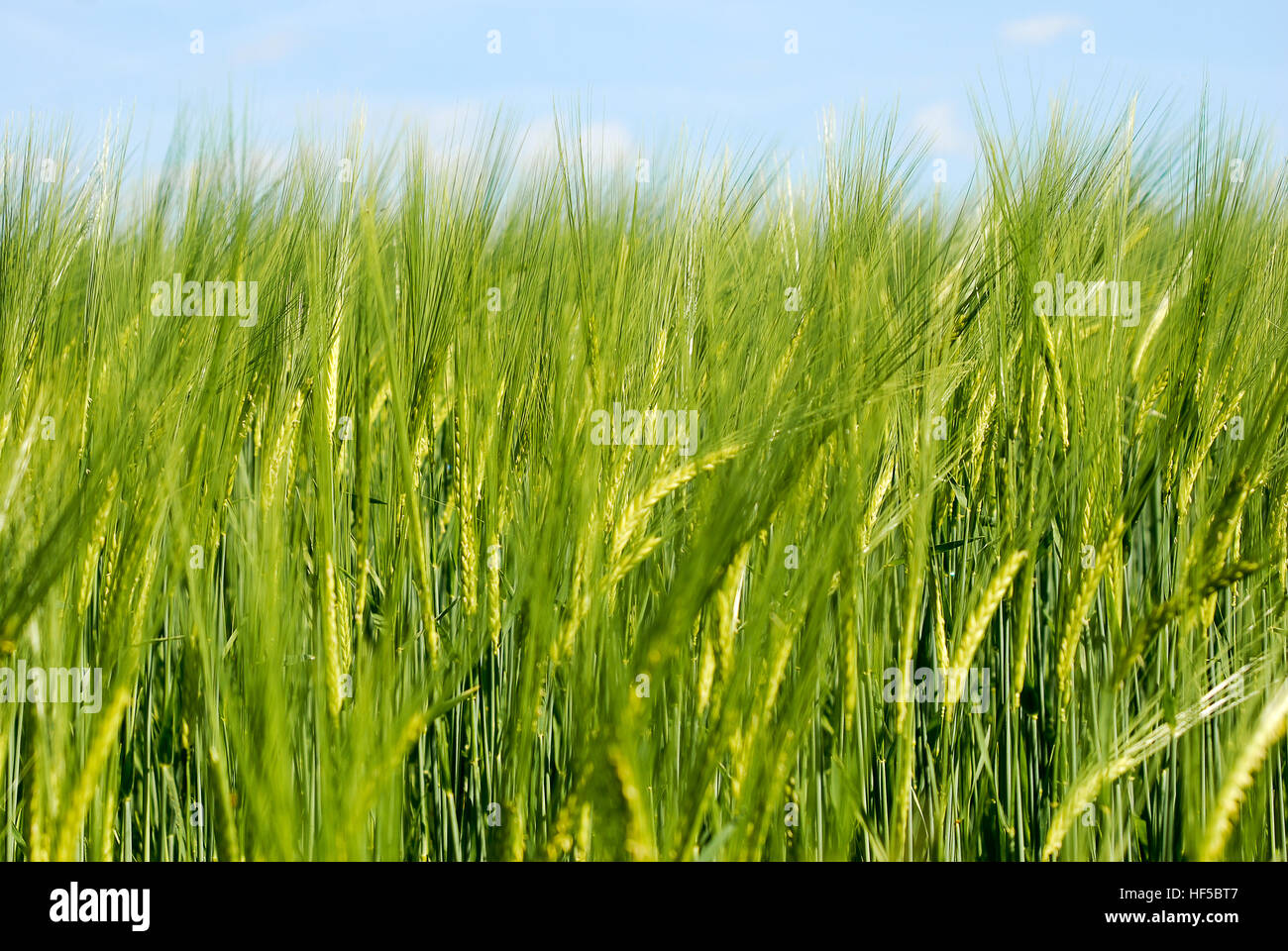 Field of wheat in spring Stock Photo - Alamy