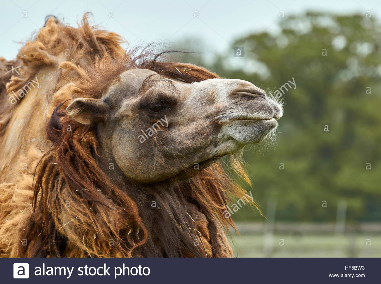 Camel Head High Resolution Stock Photography and Images - Alamy