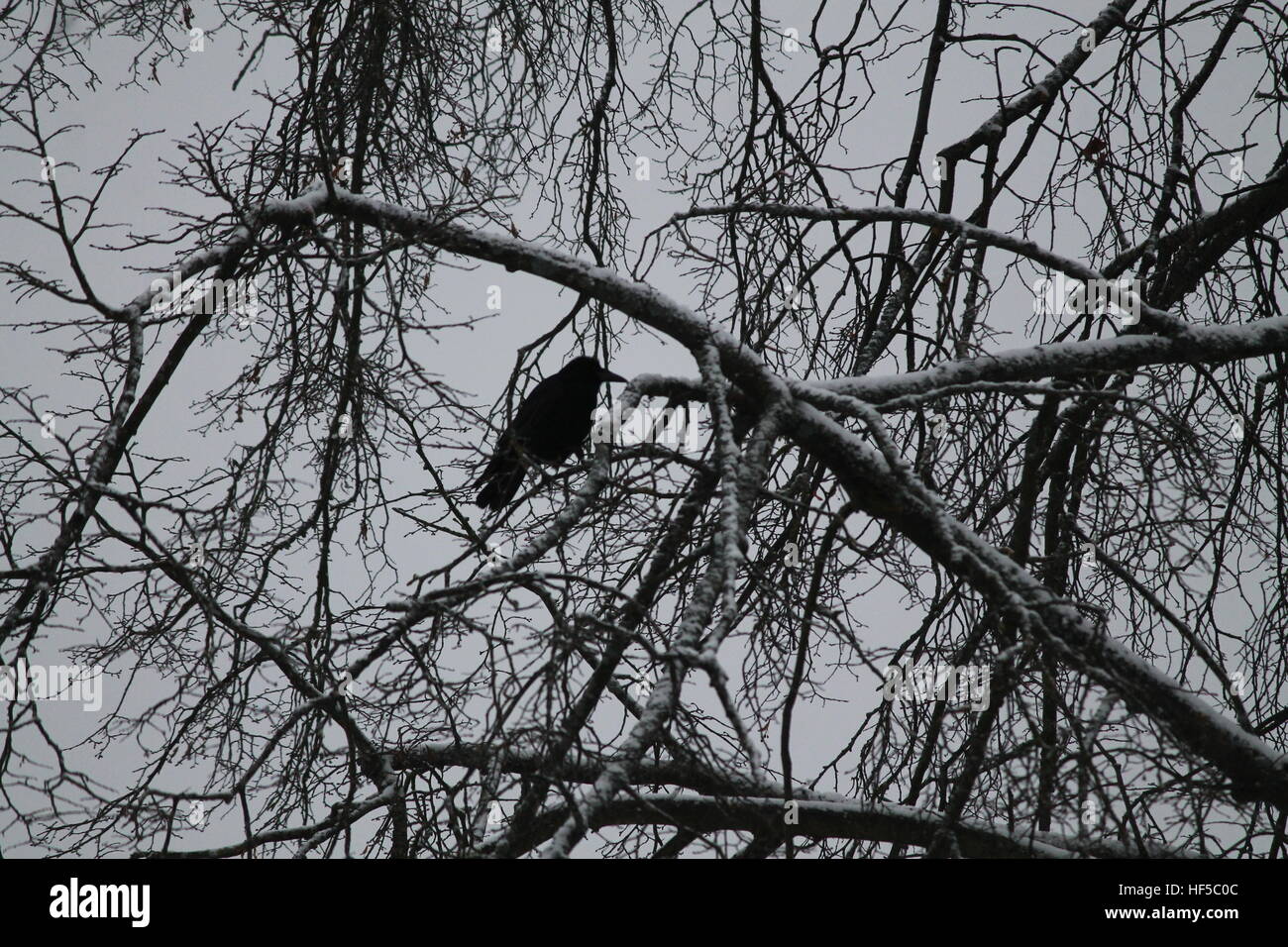 calm rest on big tree in dense branches black old raven Stock Photo - Alamy
