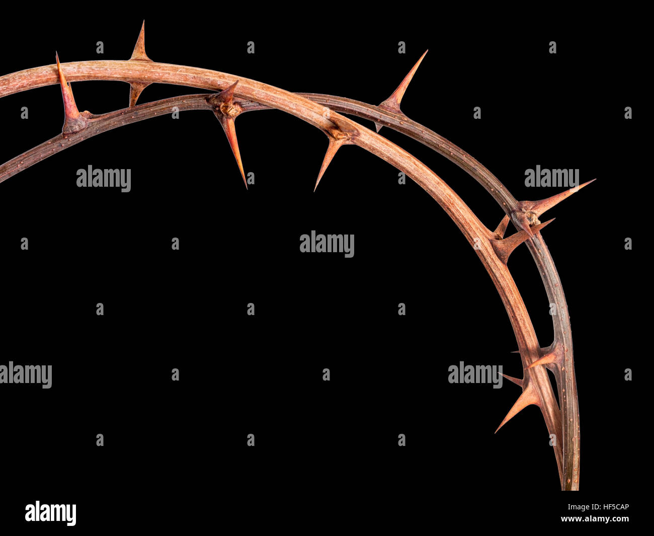 Curved crown hi-res stock photography and images - Alamy