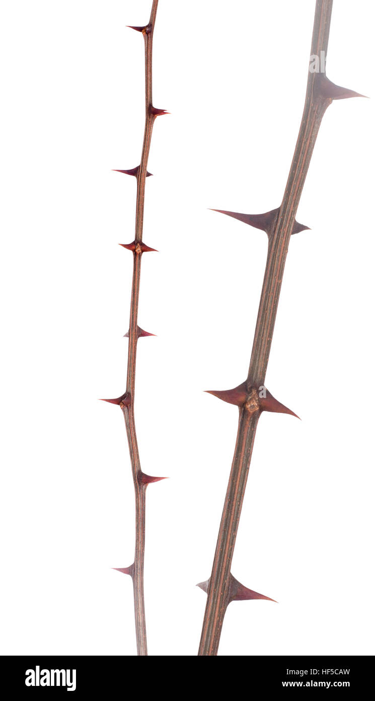 Straight white thorns hi-res stock photography and images - Alamy