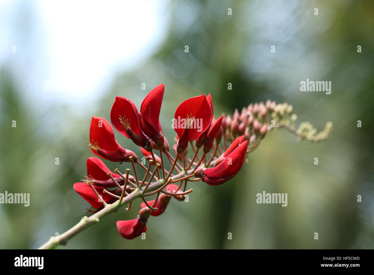 Cockspur Coral Tree - Erythrina Crista-Galli Stock Photo - Alamy