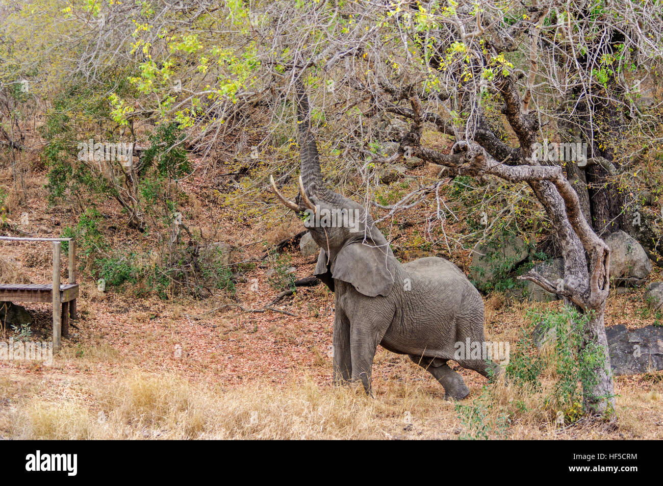 Elephant eating from tree hi-res stock photography and images - Alamy