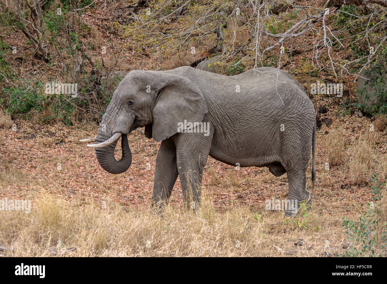 Adult male African Elephant (Loxodonta africana), South Africa, Africa ...