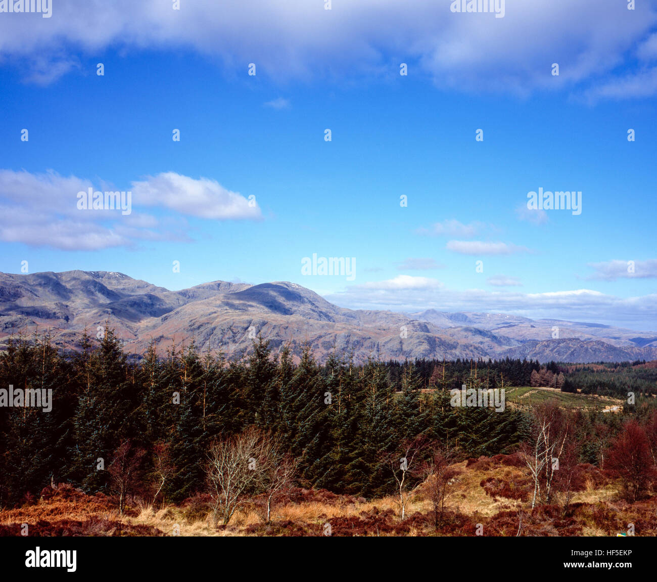The Old Man of Coniston and Wetherlam from Carron Crag Grizedale Forest ...