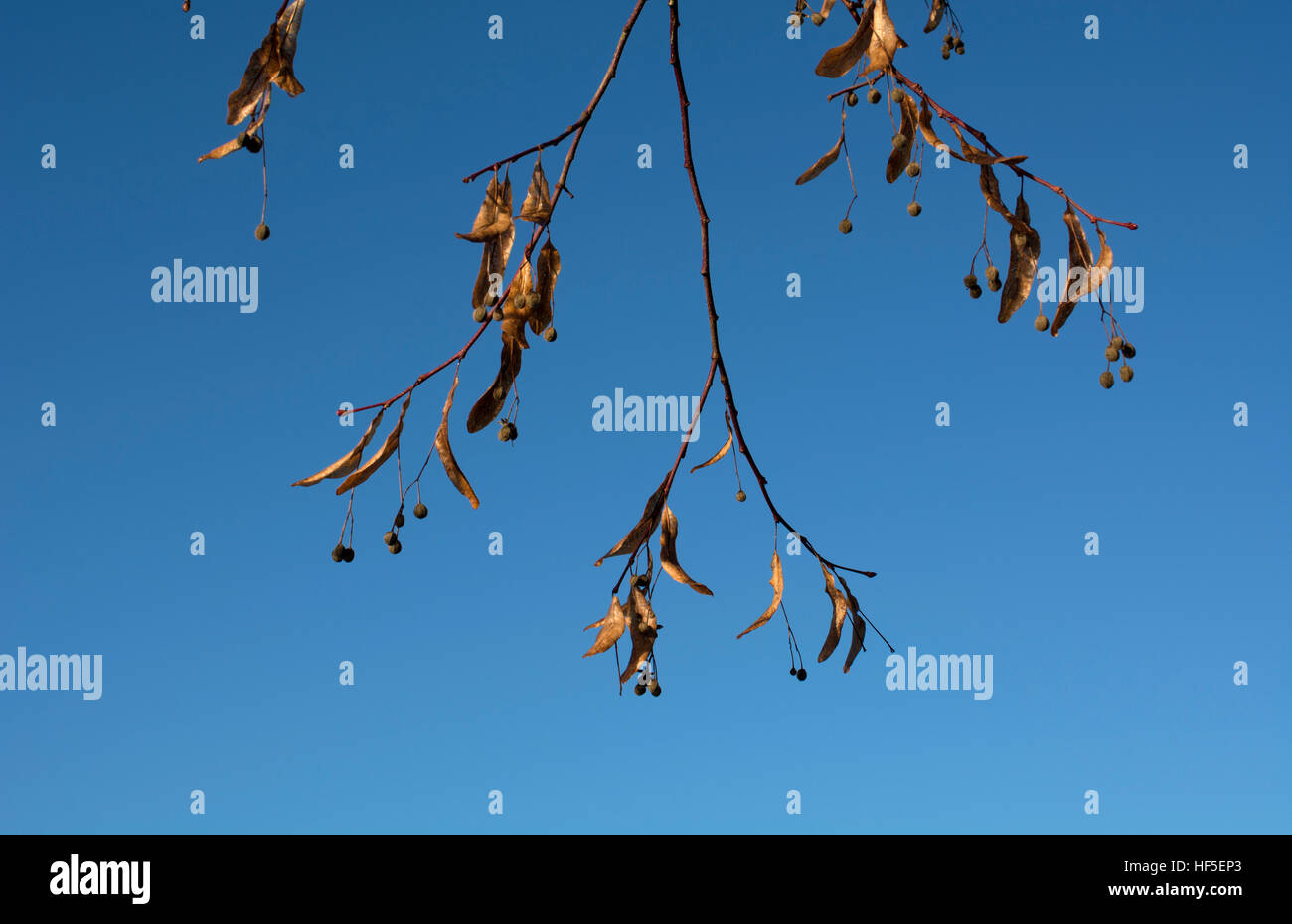 Lime tree seed hi-res stock photography and images - Alamy