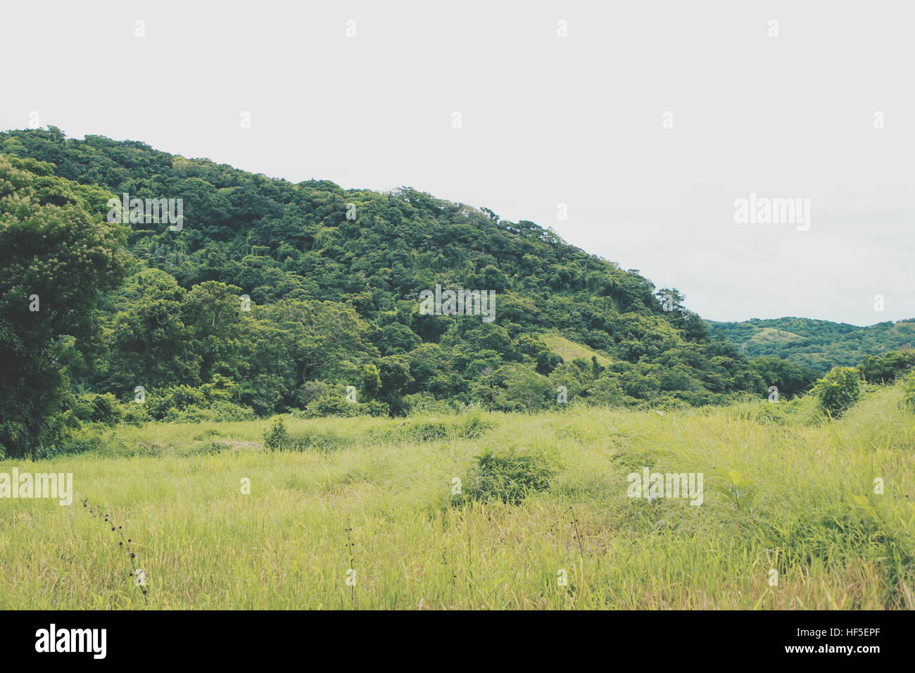 Mountain grass tree hi-res stock photography and images - Alamy