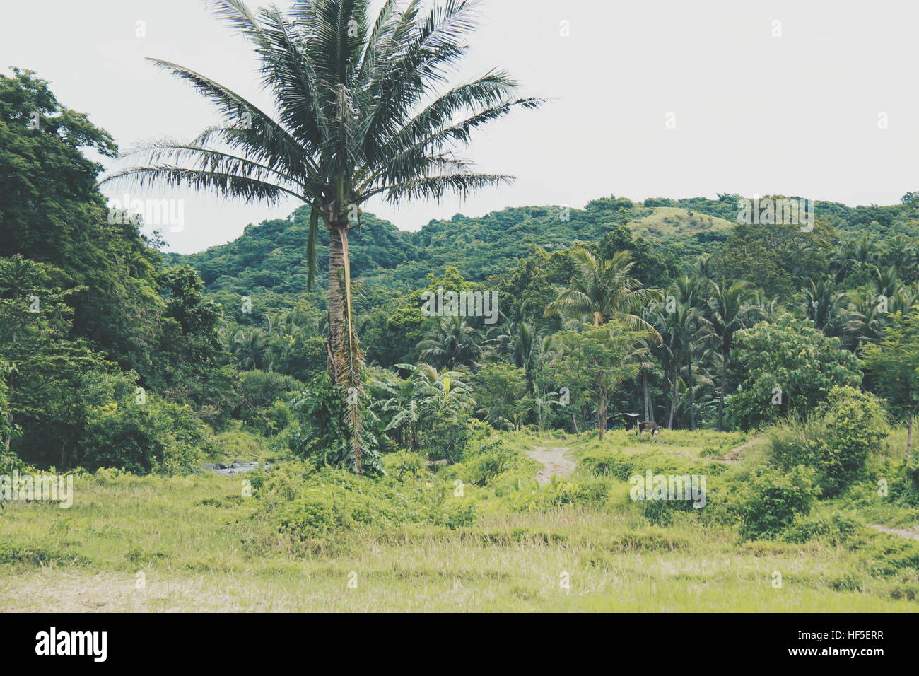 Field with coconut tree in Ilocos Stock Photo - Alamy