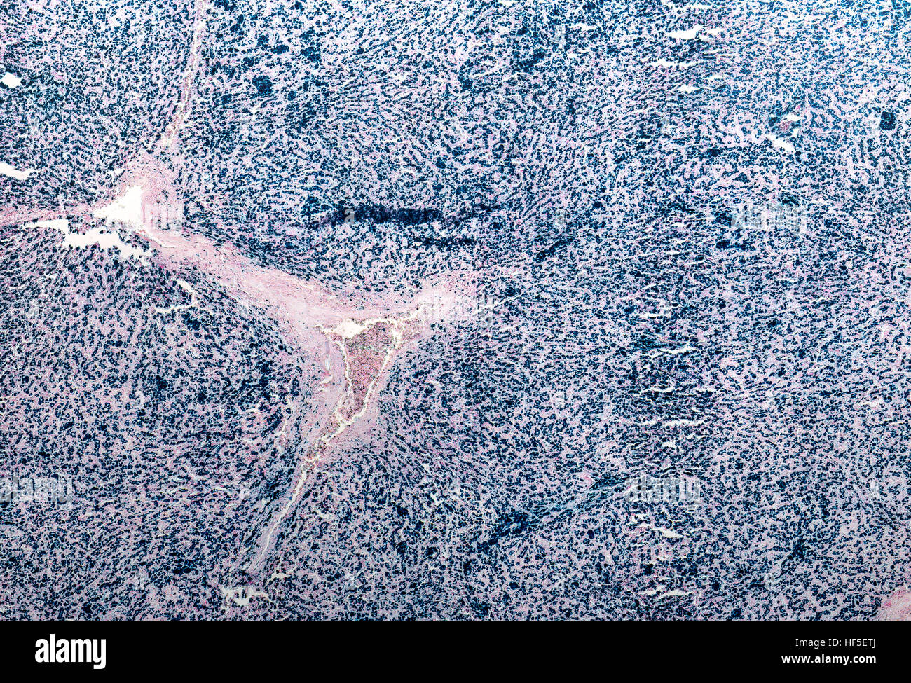 Liver cell hi-res stock photography and images - Alamy