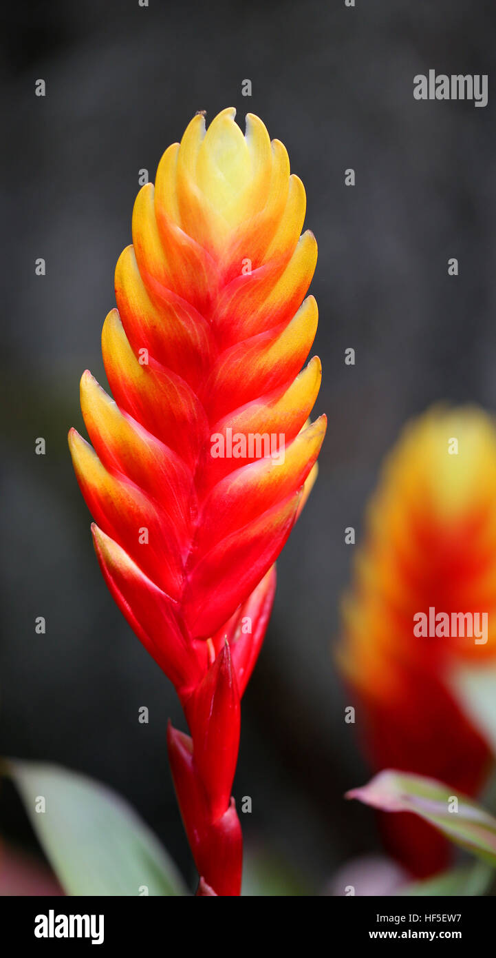 Bright fiery flower vrieziya exotic tropical park Stock Photo - Alamy