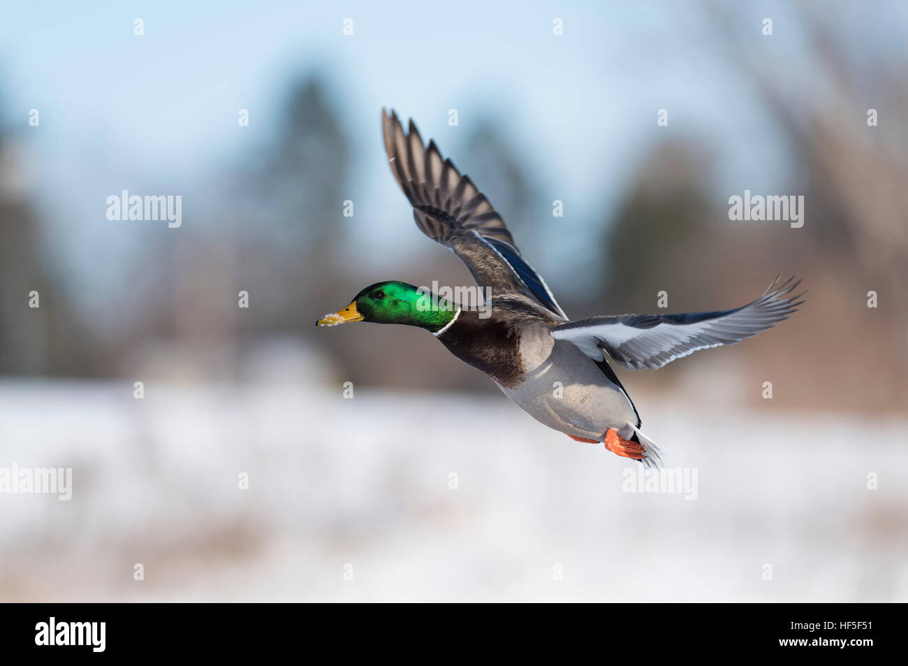 A flying Mallard drake on winter day Stock Photo - Alamy
