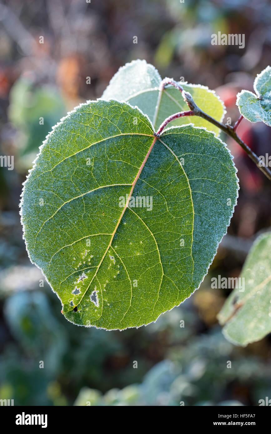 Frosty hobblebush leaf in Vermont's Green Mountains Stock Photo - Alamy