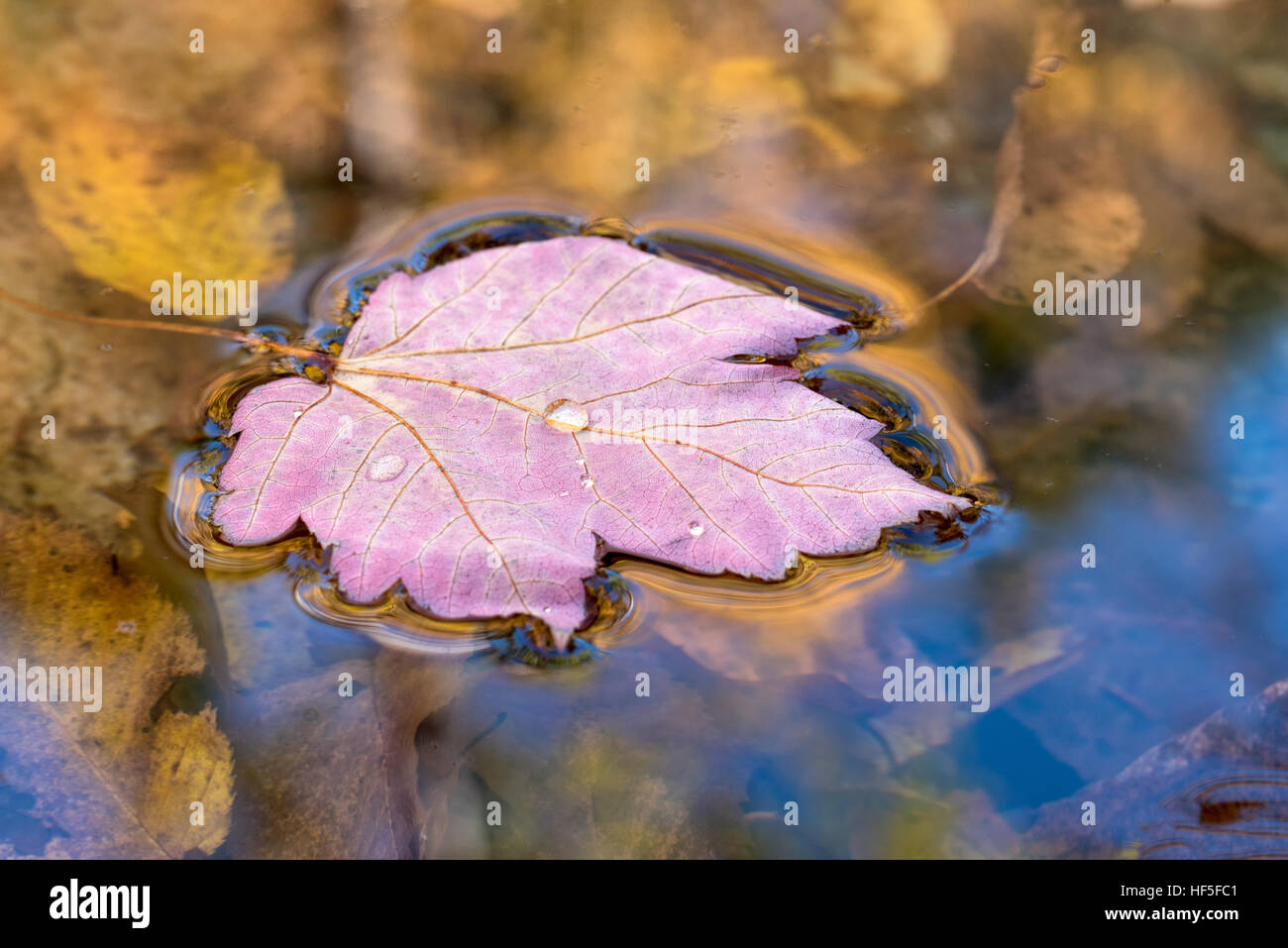 Maple leaf floating in a shallow pool in the New Haven River in Vermont ...