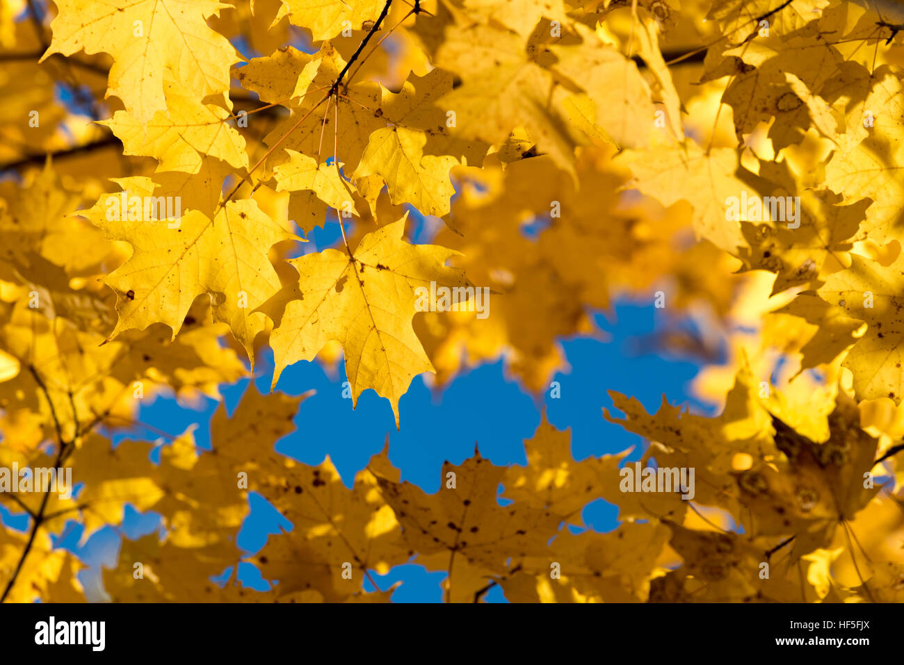 Fall autumn vermont maple tree hi-res stock photography and images - Alamy