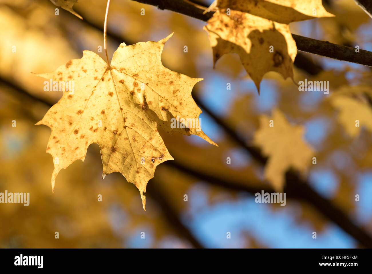 Fall autumn vermont maple tree hi-res stock photography and images - Alamy