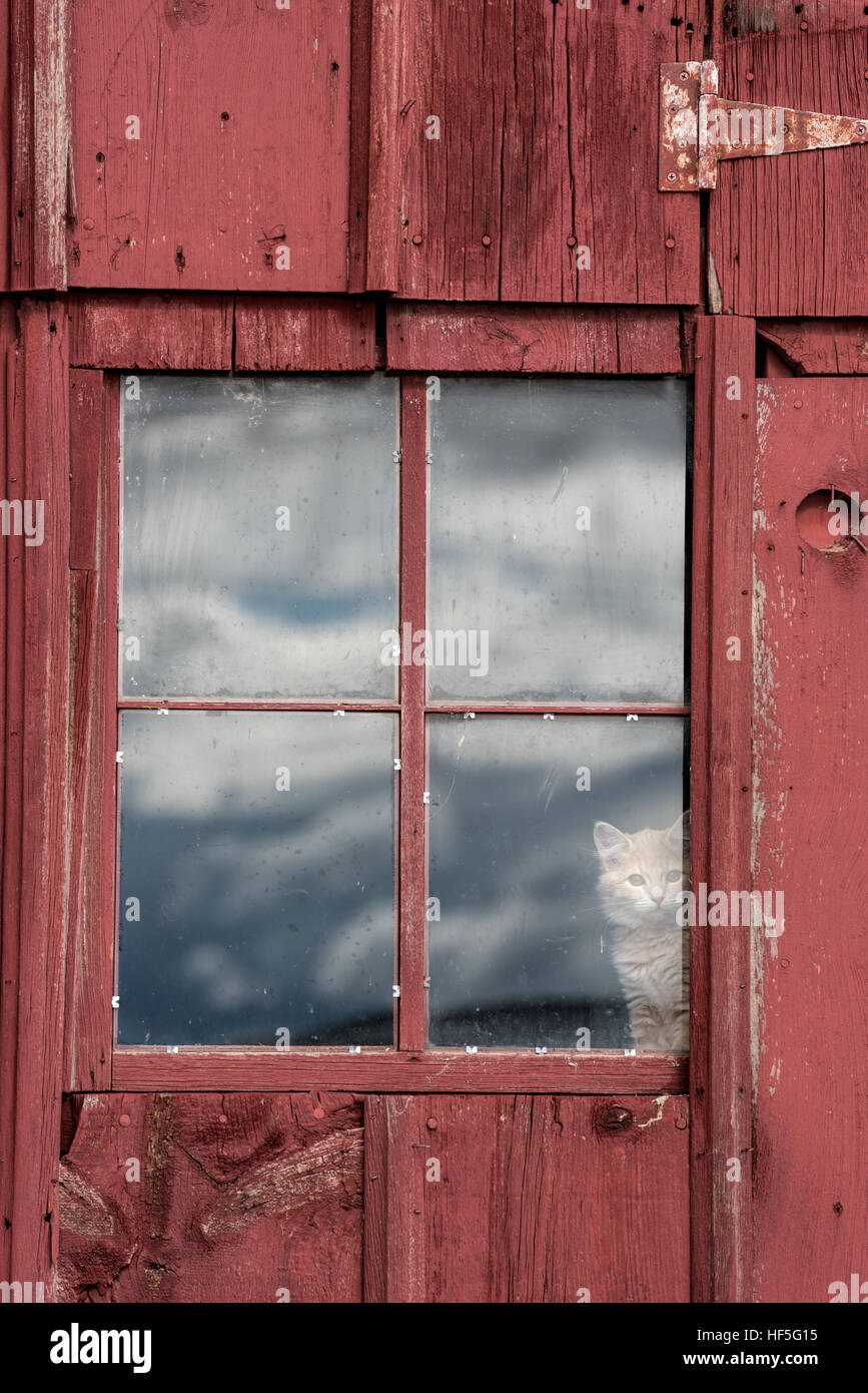 Cat looking out a barn window in Canyon County, Idaho Stock Photo - Alamy
