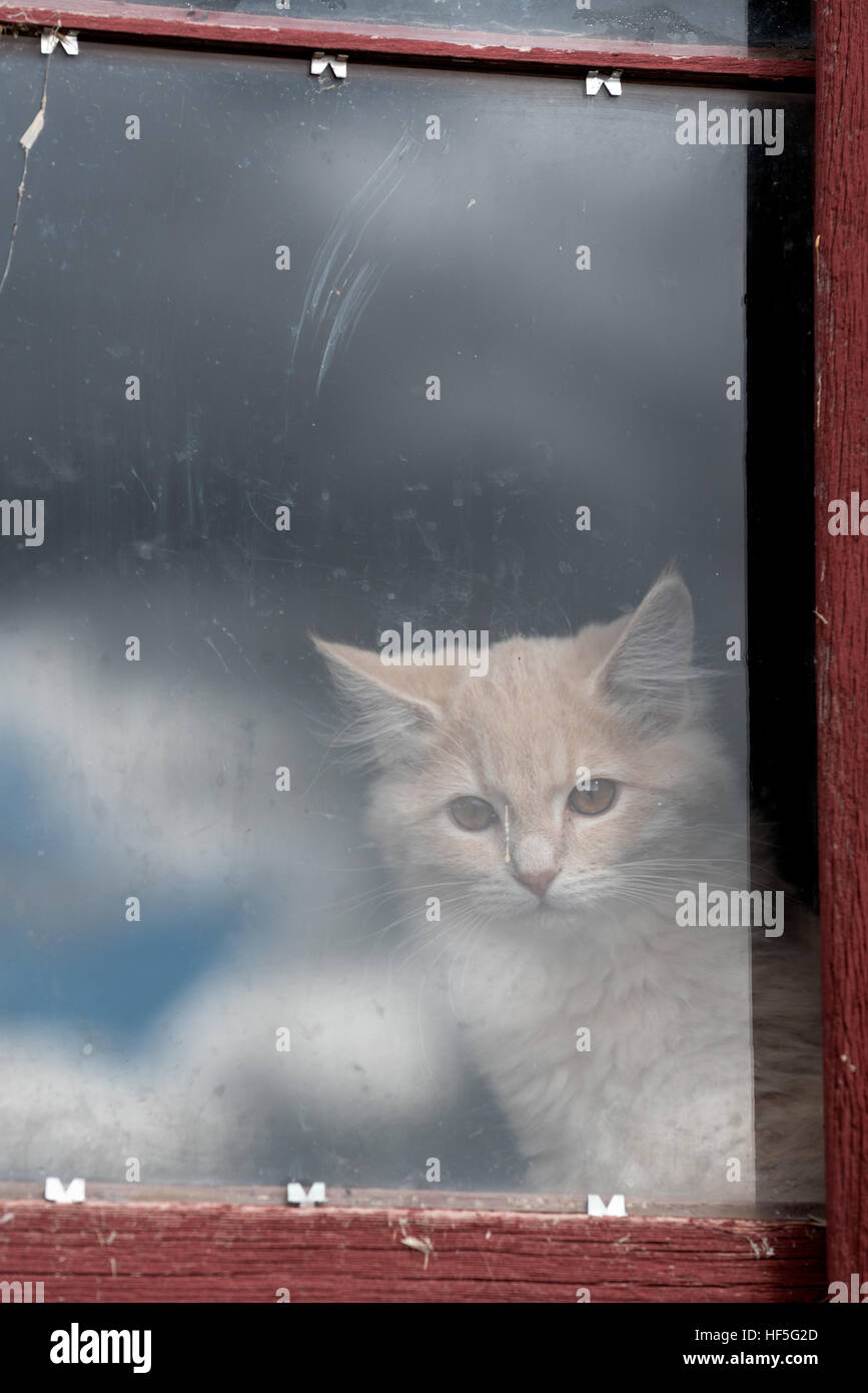Cat looking out a barn window in Canyon County, Idaho Stock Photo - Alamy