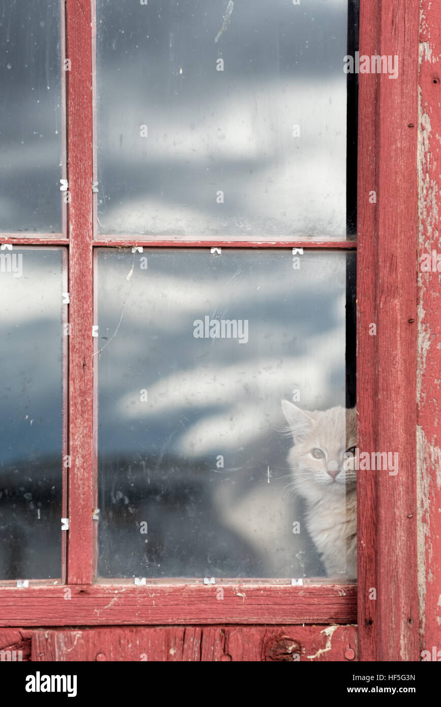 Cat looking out a barn window in Canyon County, Idaho Stock Photo - Alamy