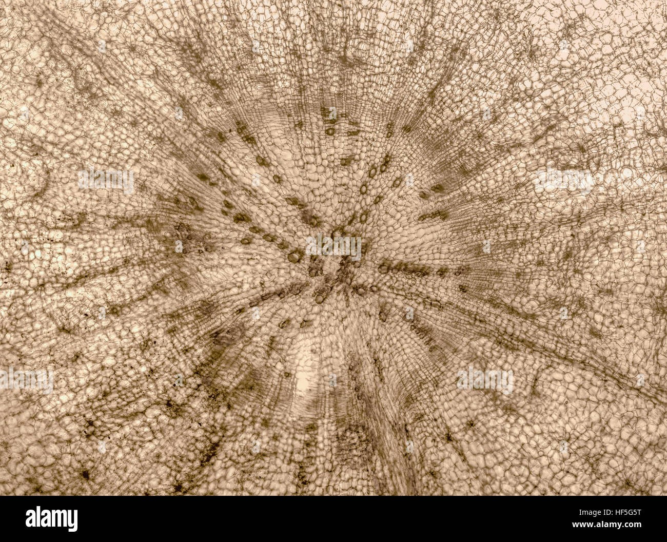 Plant cell micrograph hi-res stock photography and images - Alamy