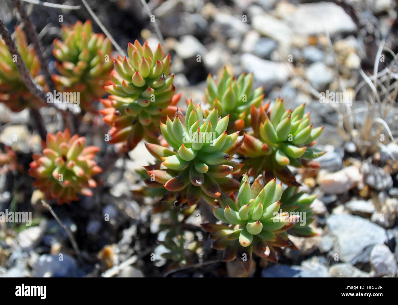 mediterranean flora by the sea Stock Photo - Alamy