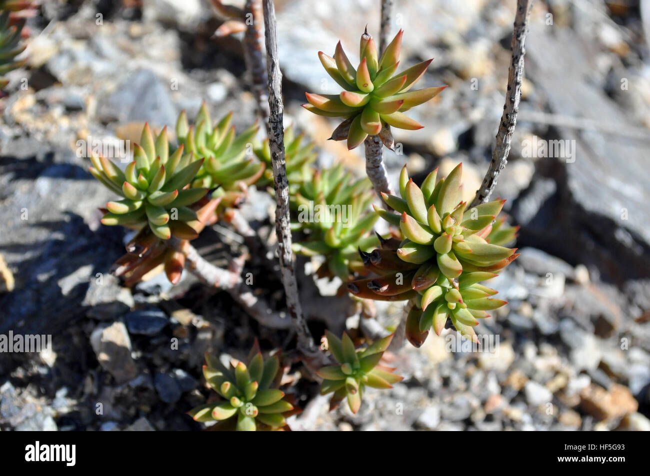 mediterranean flora by the sea Stock Photo - Alamy