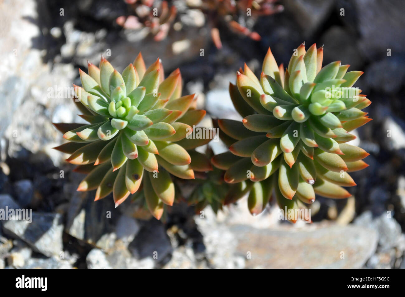 mediterranean flora by the sea Stock Photo - Alamy