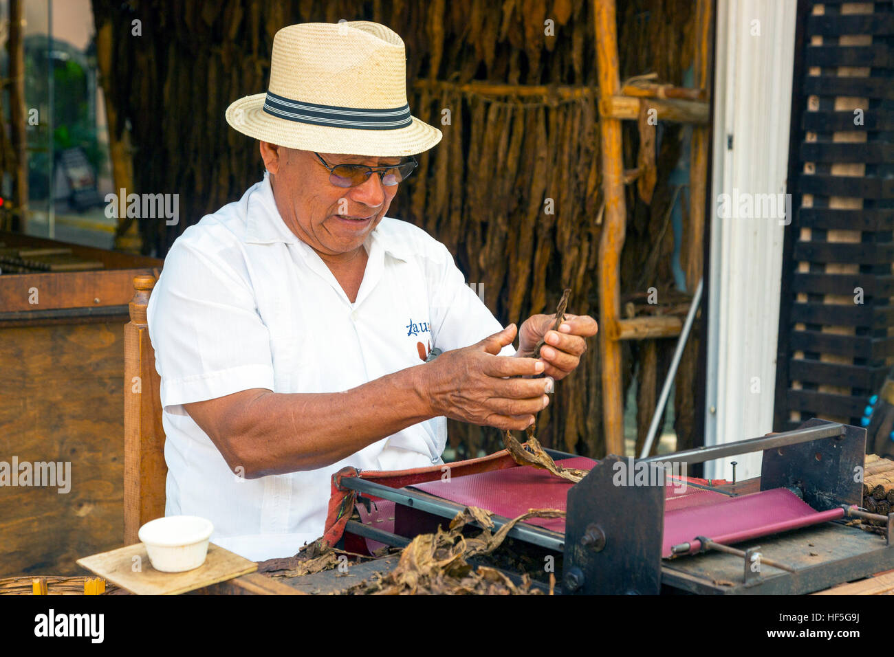 Man rolling fresh cigars in a tobacco and cigar shop, Playa Del Carmen ...