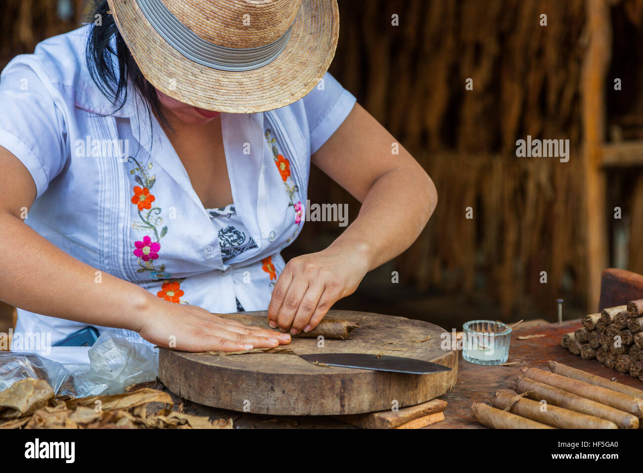 Woman hand rolling a cigar from fresh tobacco leaves, Playa Del Carmen ...