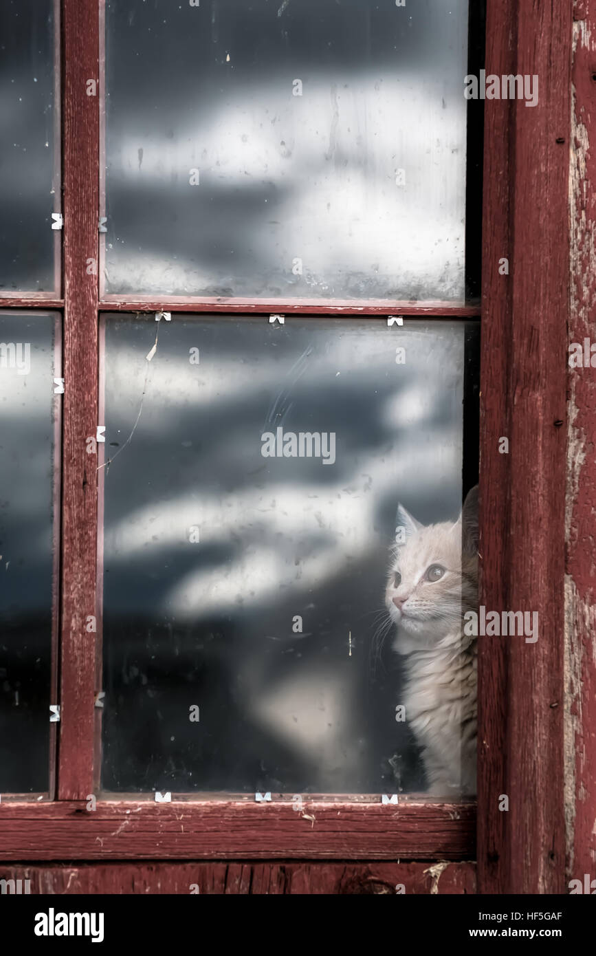 Cat looking out a barn window in Canyon County, Idaho Stock Photo - Alamy