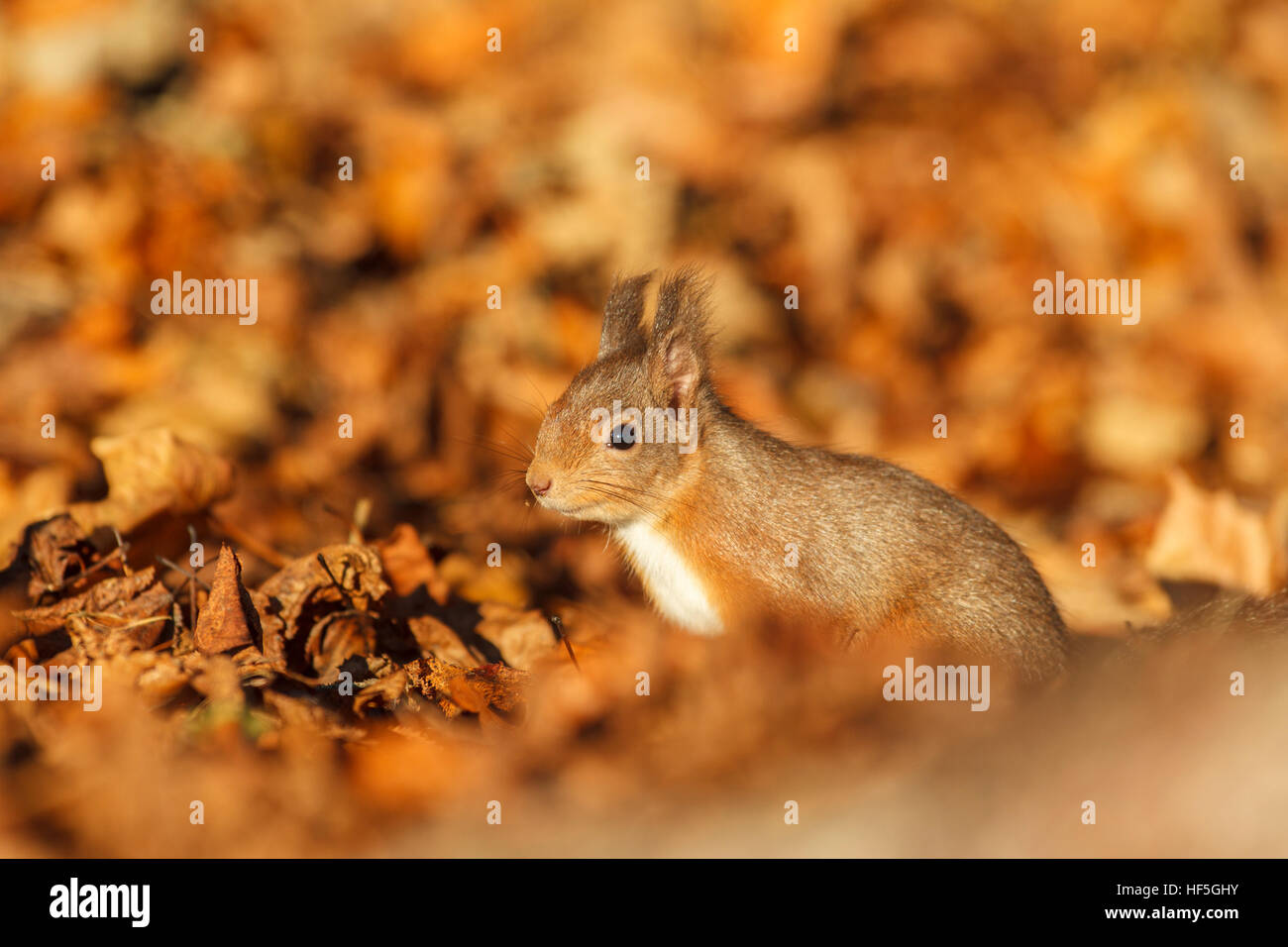 Eurasian Red squirrel (Sciurus vulgaris) feeding in autumnal setting ...